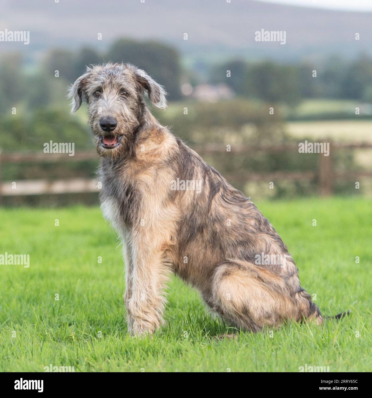 Irish Wolfhound puppy Stock Photo - Alamy
