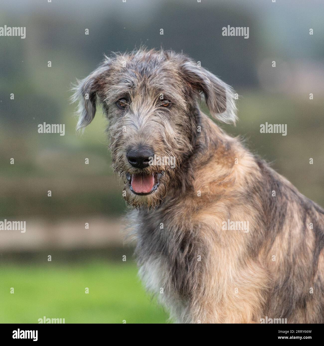 Irish Wolfhound puppy Stock Photo - Alamy