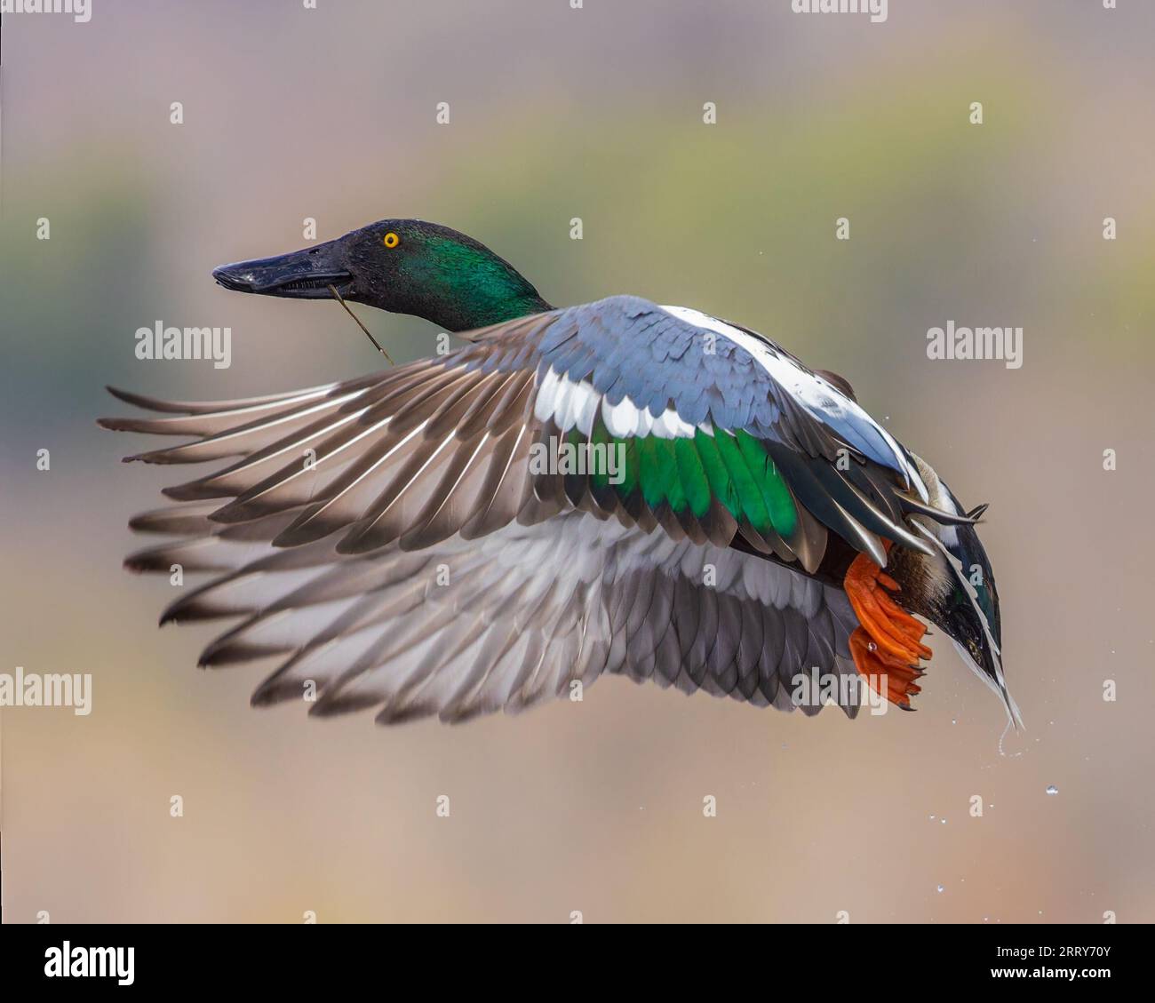 a closeup of a majestic Northern shoveler in flight with a blurry ...