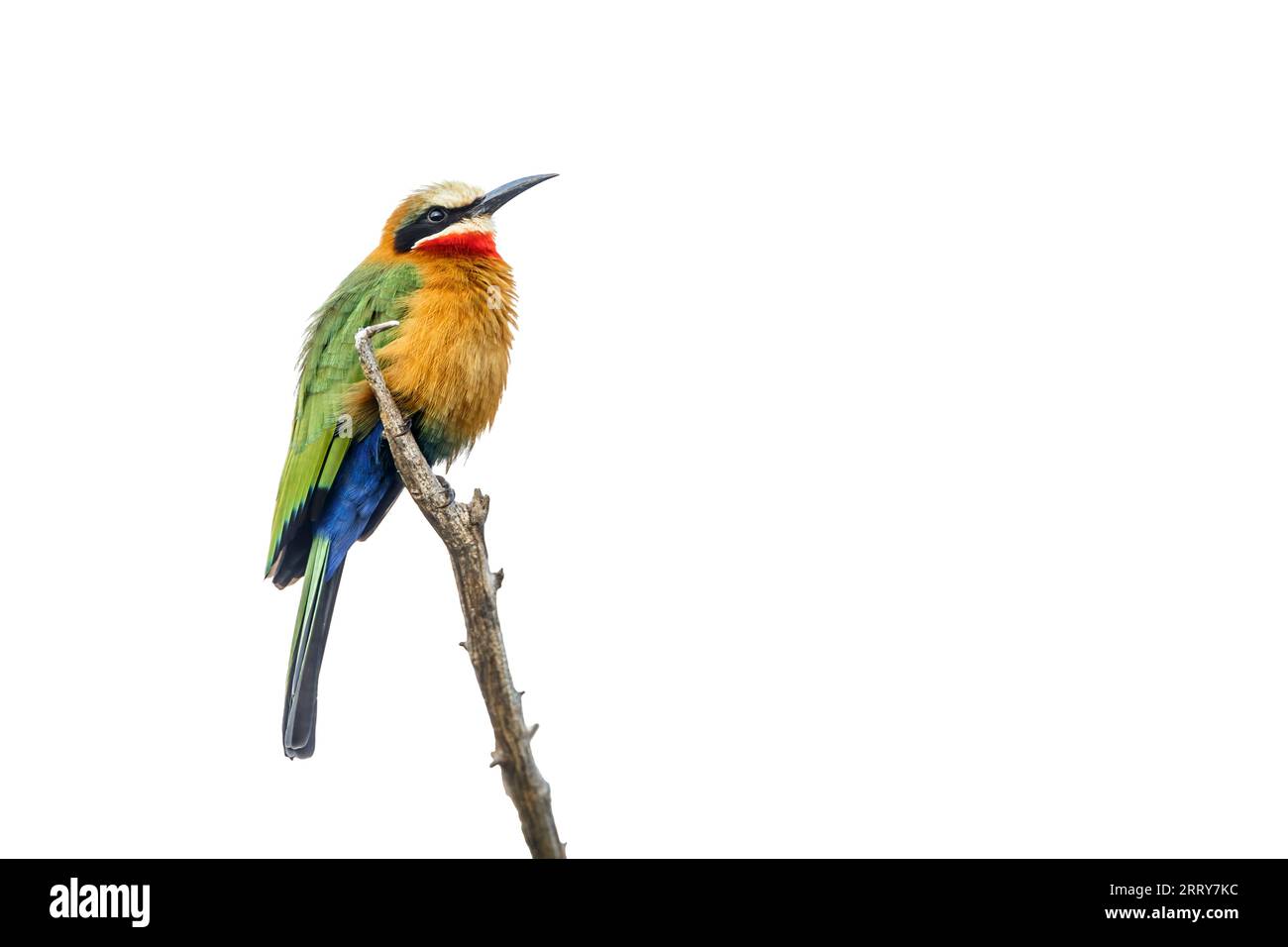 White fronted Bee eater standing on a branch isolated in white ...