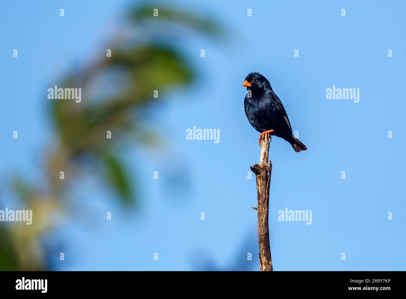 Village Indigobird perched on branch isolated in blue sky in Kruger ...