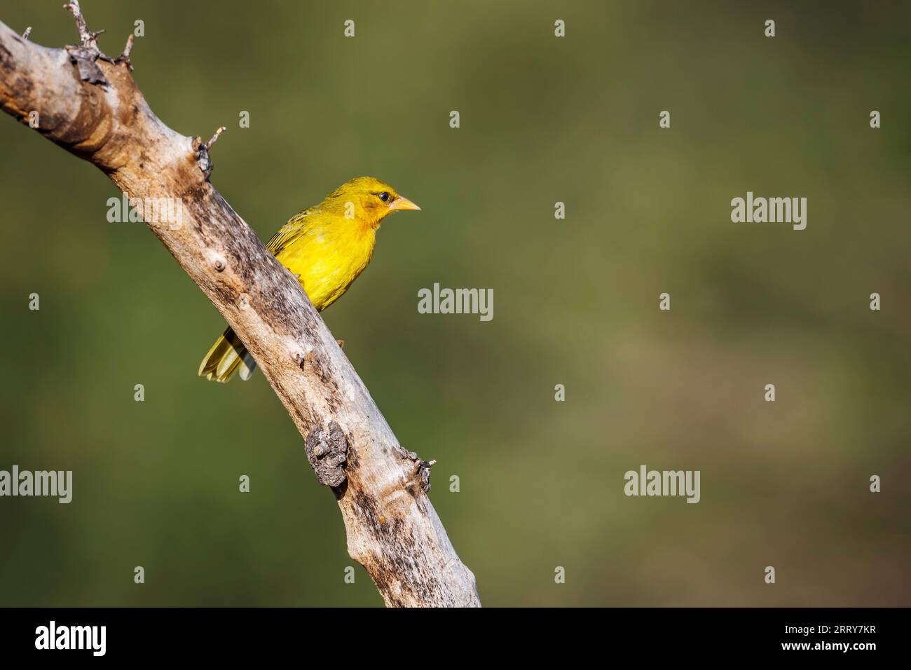 Spectacled Weaver standing on a branch isolated in natural background ...