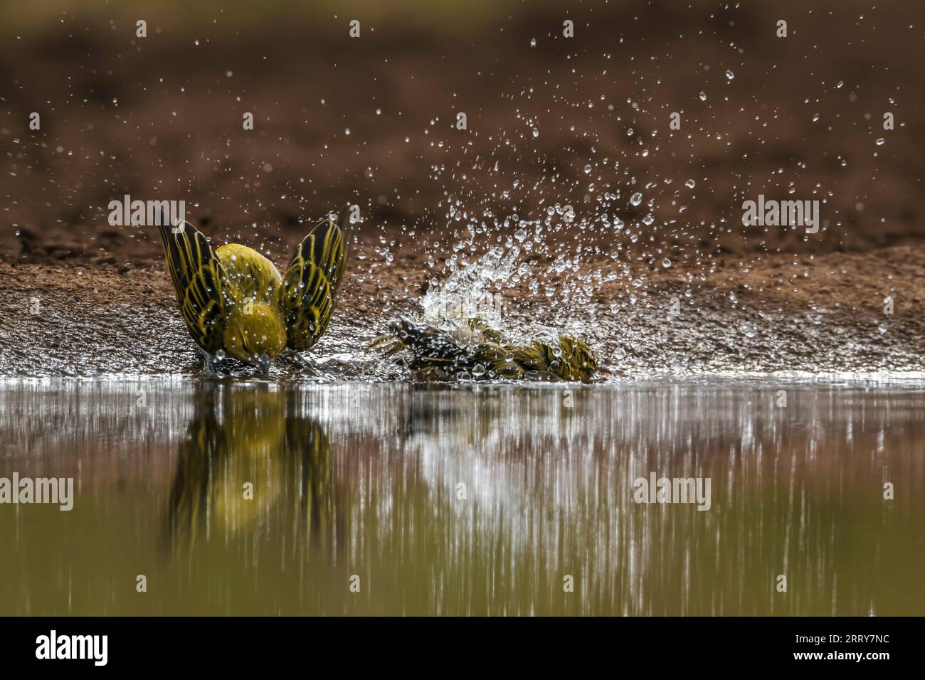 Two Red headed weaver in Kruger National park, South Africa ; Specie ...