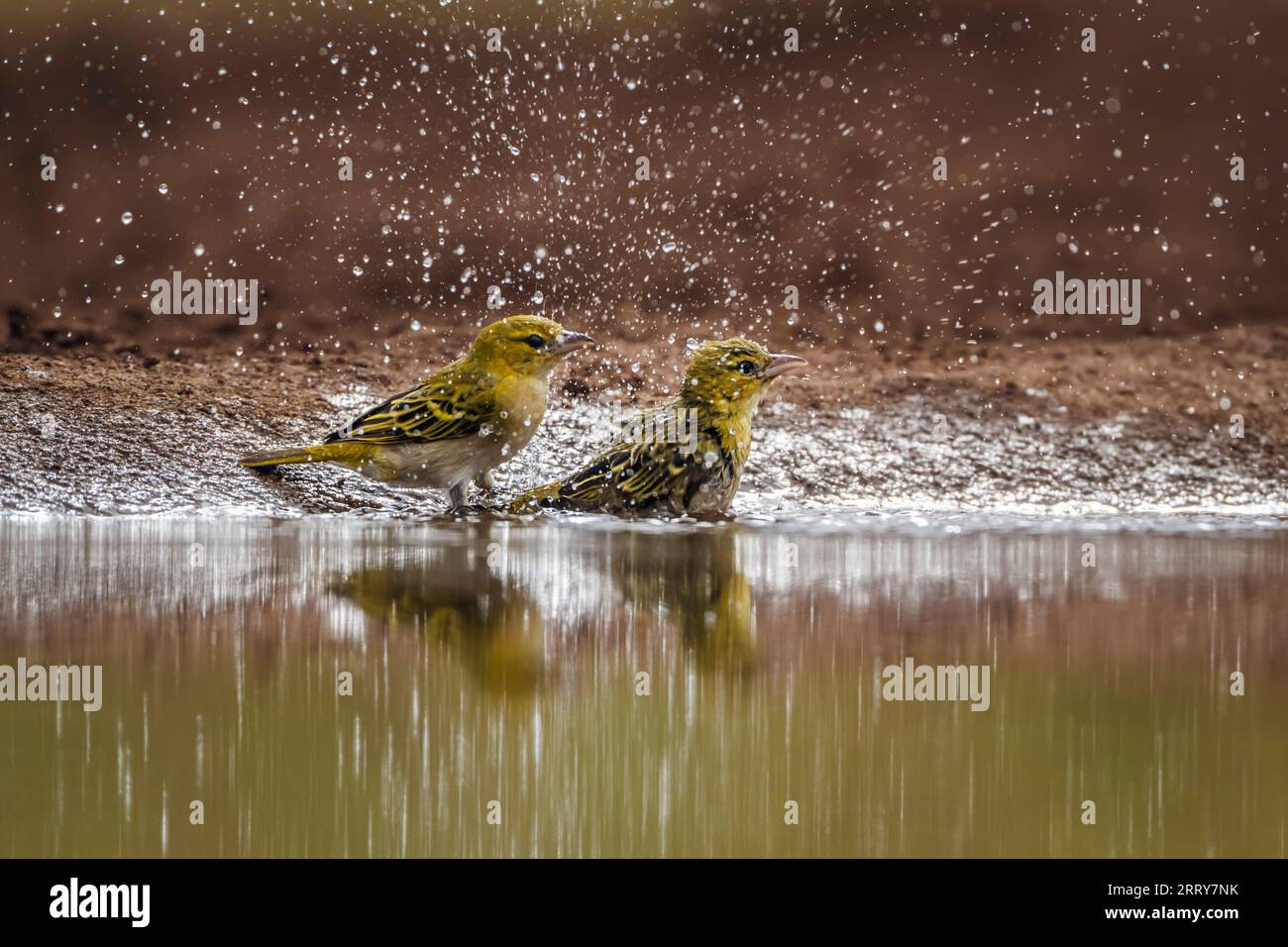 Two Red headed weaver in Kruger National park, South Africa ; Specie ...