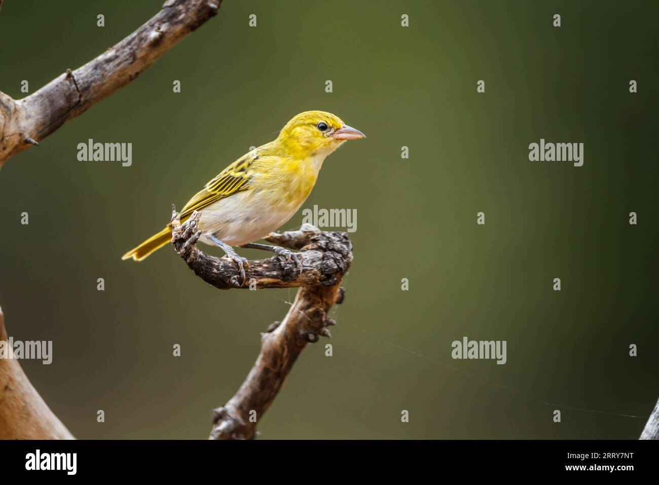 Red headed weaver standing on a branch isolated in natural background ...