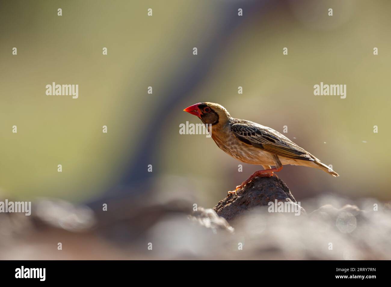 Red-billed Quelea male standing on a rock isolated in blur background ...