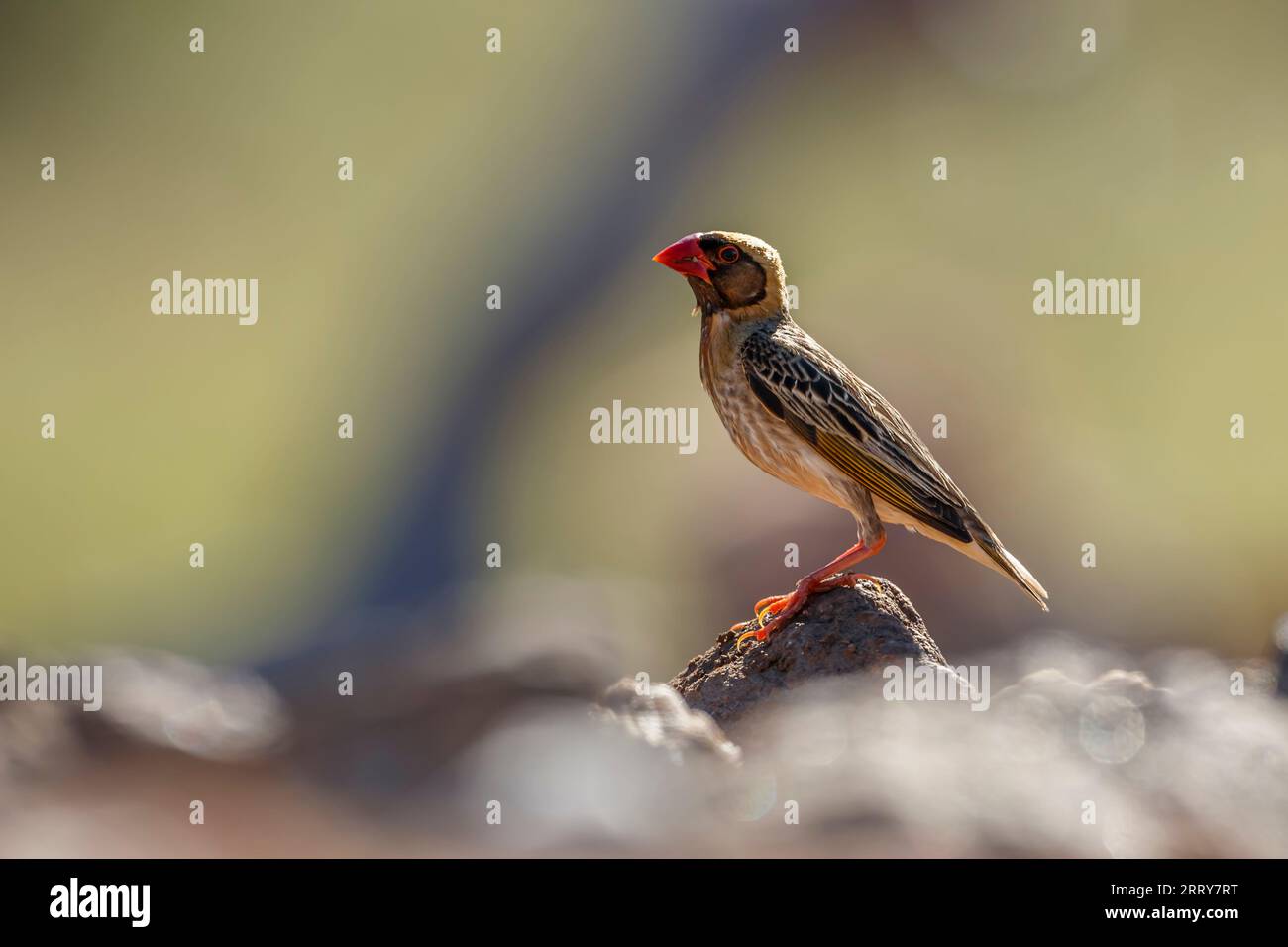 Red-billed Quelea male standing on a rock isolated in blur background ...