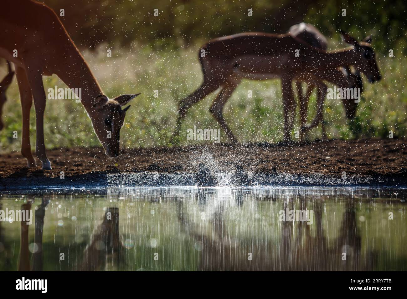 Common Impala splashed by oxpecker at waterhole in Kruger National park ...