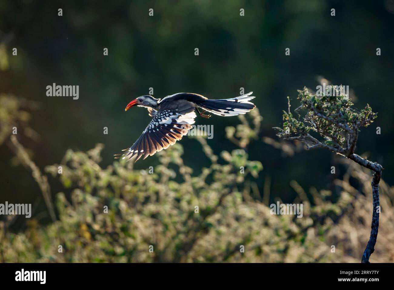 Southern Red billed Hornbill flying in backlit in Kruger National park ...