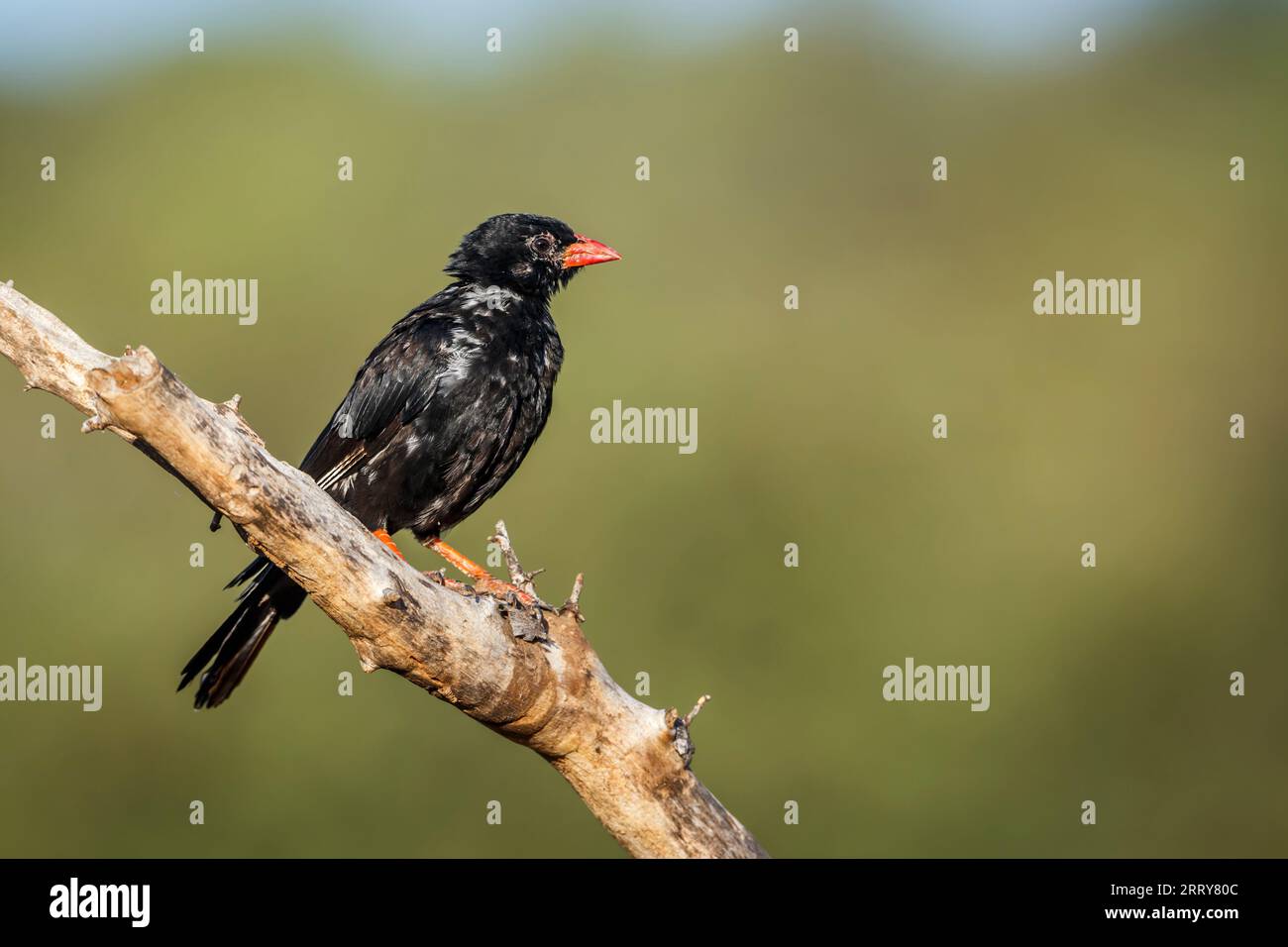 Buffalo blur hi-res stock photography and images - Alamy
