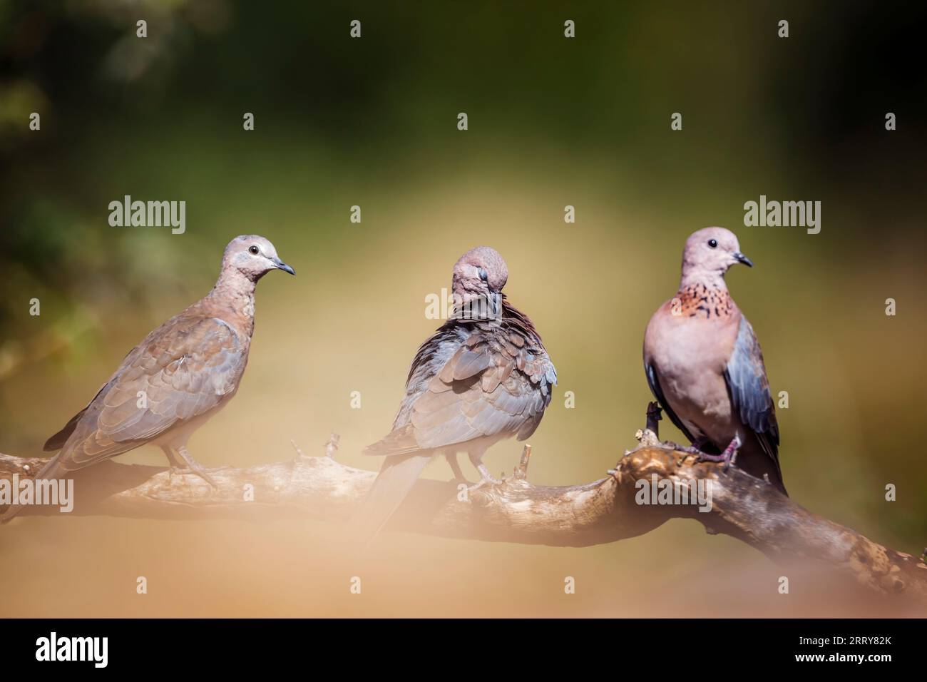 Three Laughing Dove grooming on a branch in Kruger National park, South ...