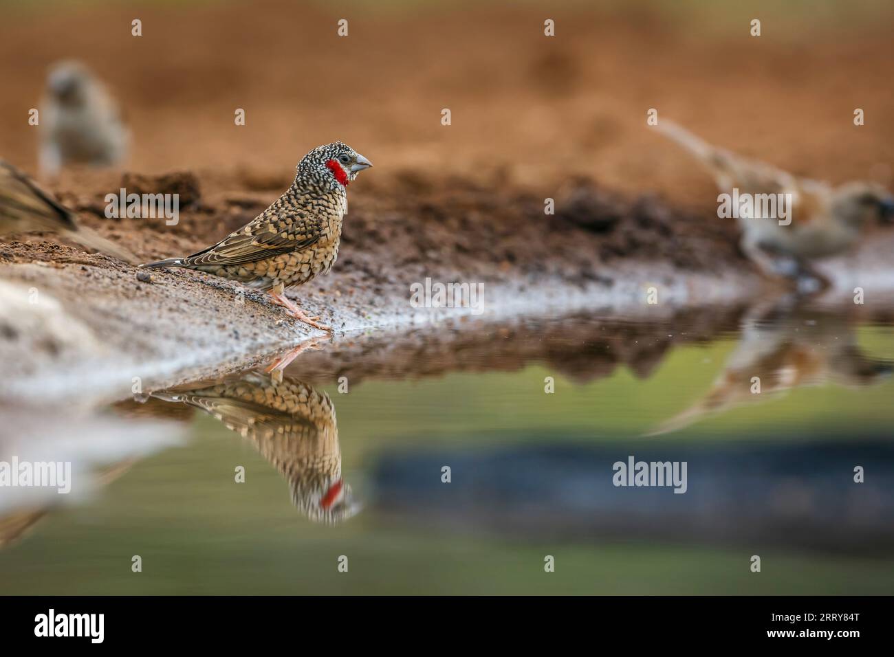 Cut throat finch male along waterhole with reflection in Kruger National park, South Africa ...
