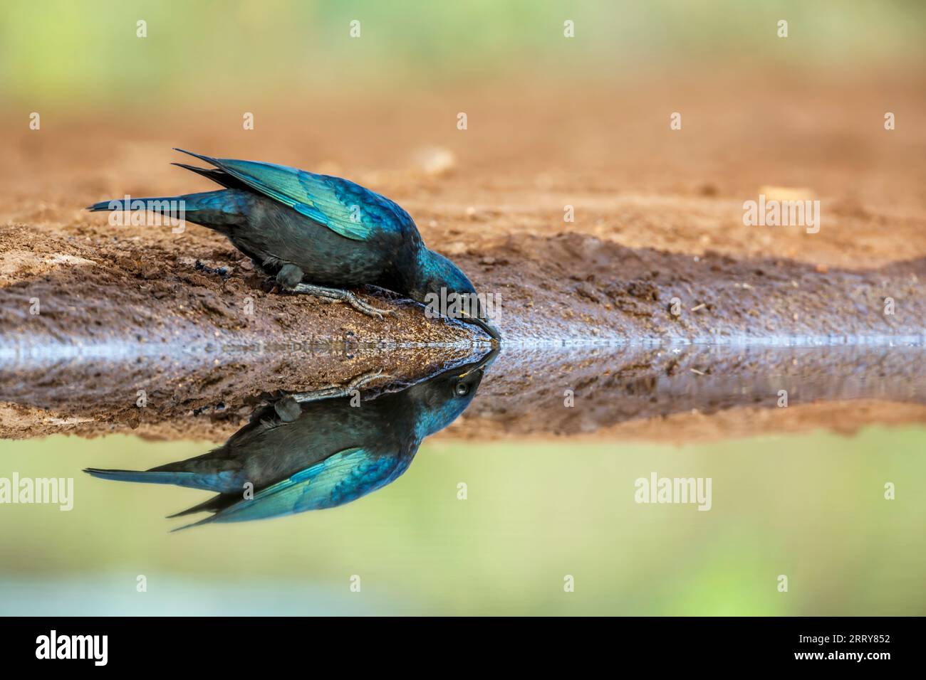 Cape Glossy Starling drinking at waterhole with reflection in Kruger ...