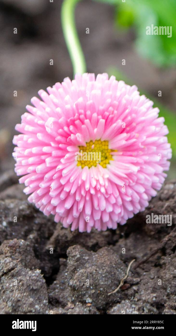 pink spherical flower on the ground Stock Photo - Alamy
