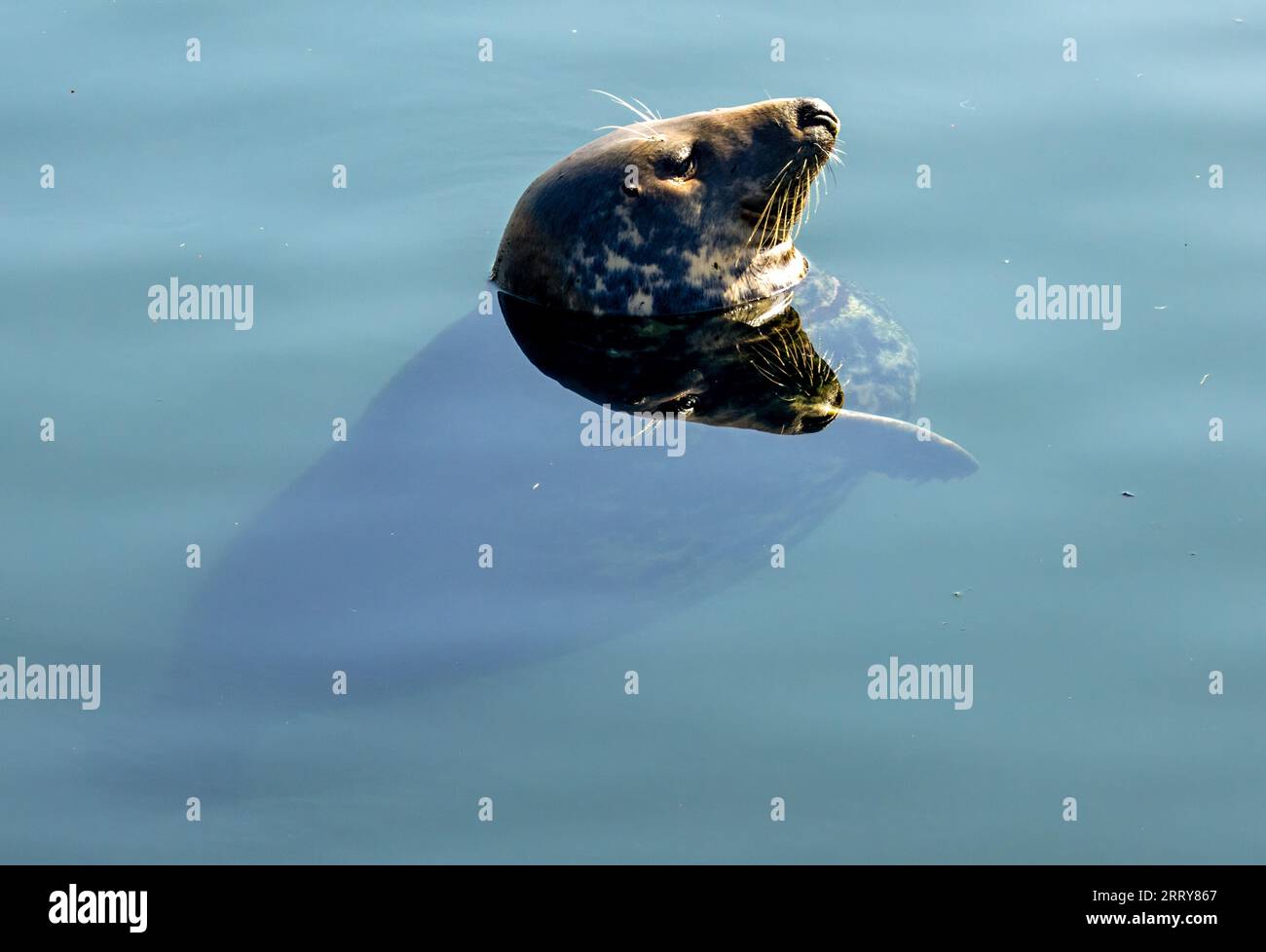 Seal sunbathing with eyes closed in natural turquoise calm sea water in ...