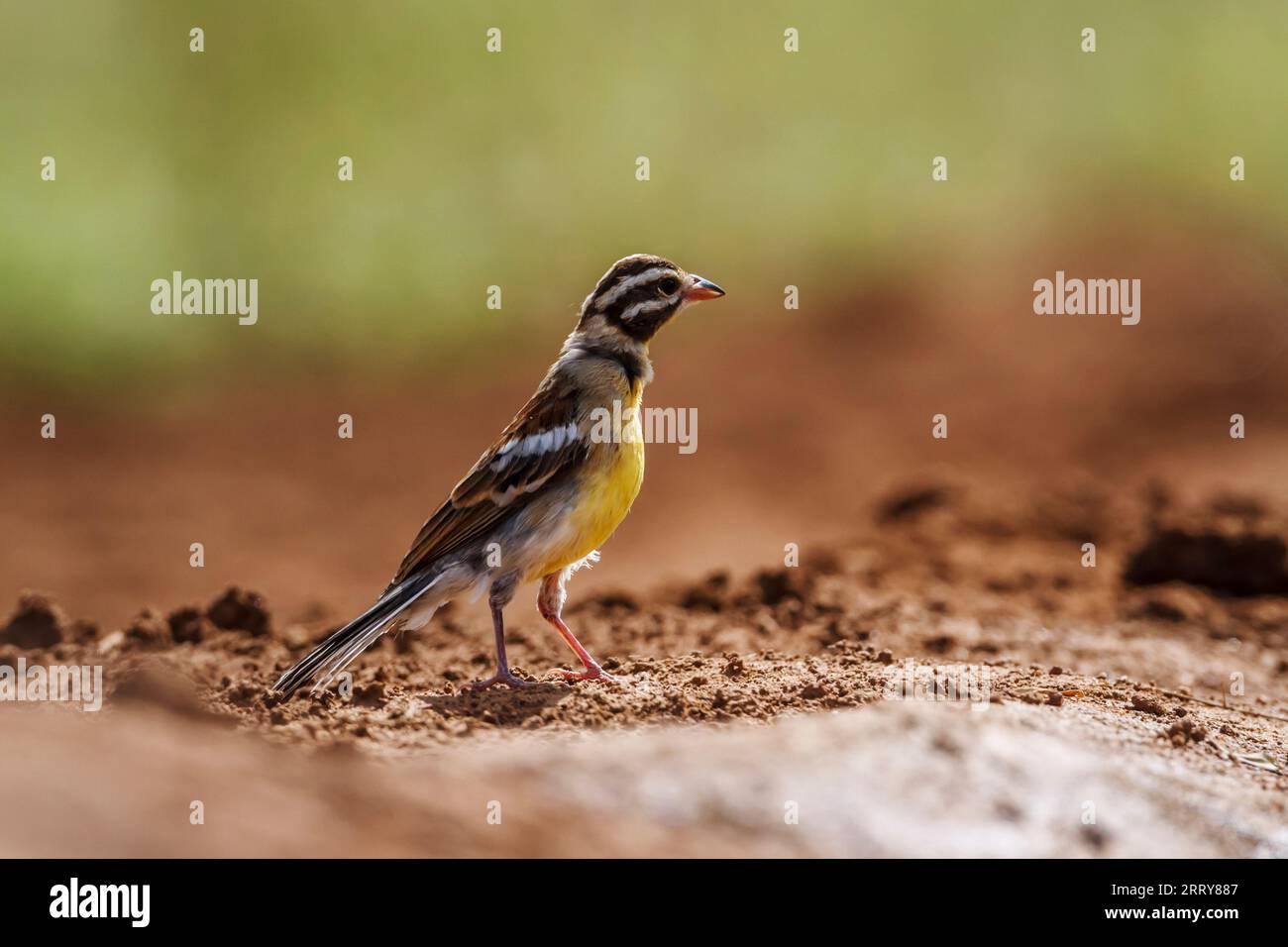African golden breasted bunting in hi-res stock photography and images ...