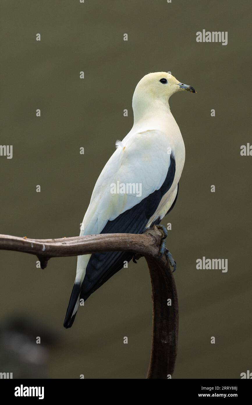 Pied imperial pigeon australia hi-res stock photography and images - Alamy