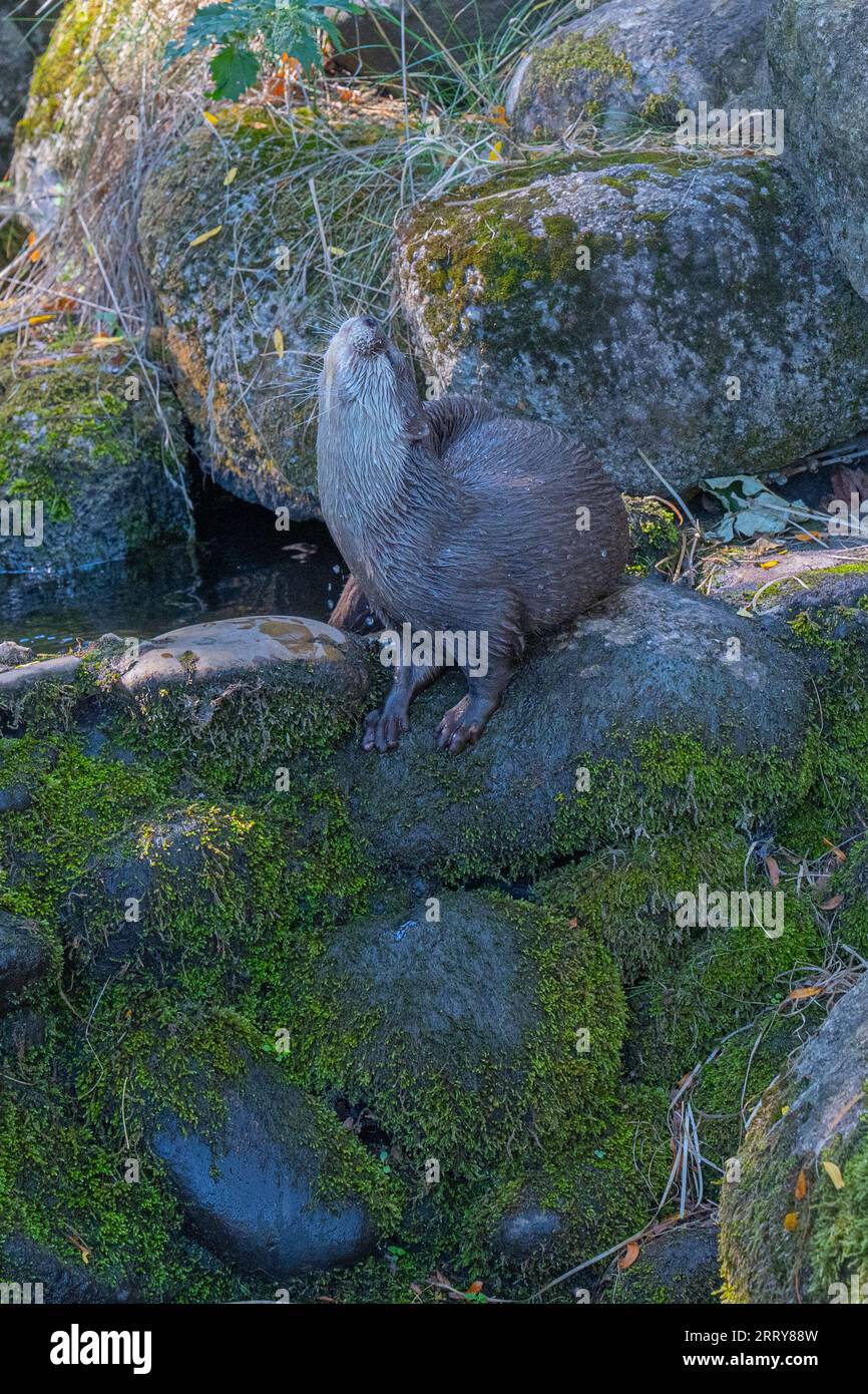 Asian small-clawed otter (Amblonyx cinerea or Aonyx cinereus Stock ...