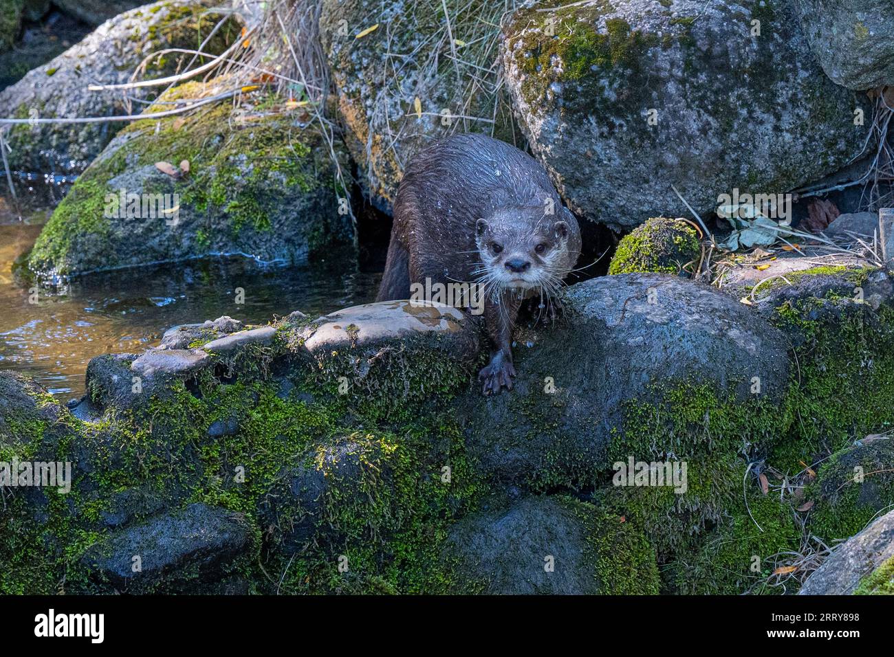 Asian small-clawed otter (Amblonyx cinerea or Aonyx cinereus Stock ...