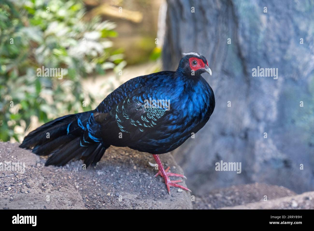 Edwards‘s pheasant (Lophura edwardsi Stock Photo - Alamy