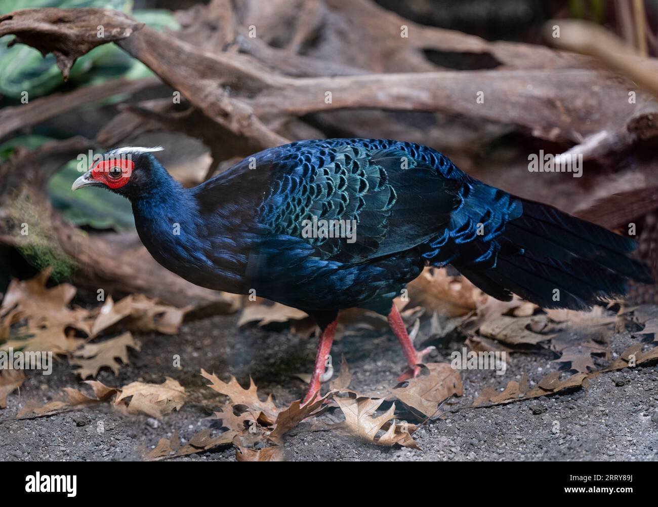 Edwards Pheasant Edwards' Pheasant