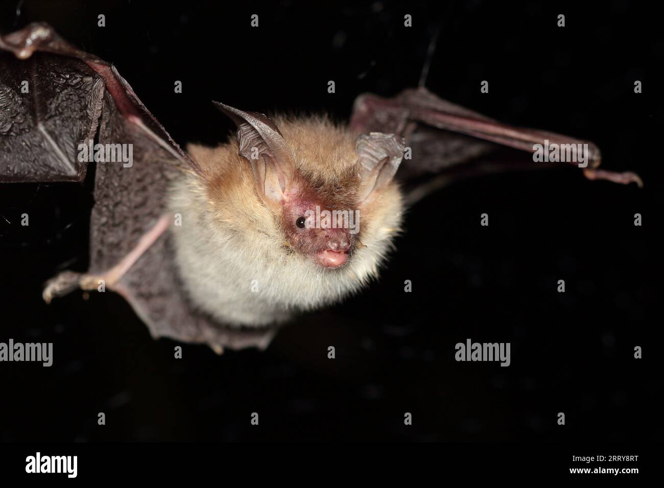 Bechstein's bat (Myotis bechsteinii) a flying individual in a natural ...