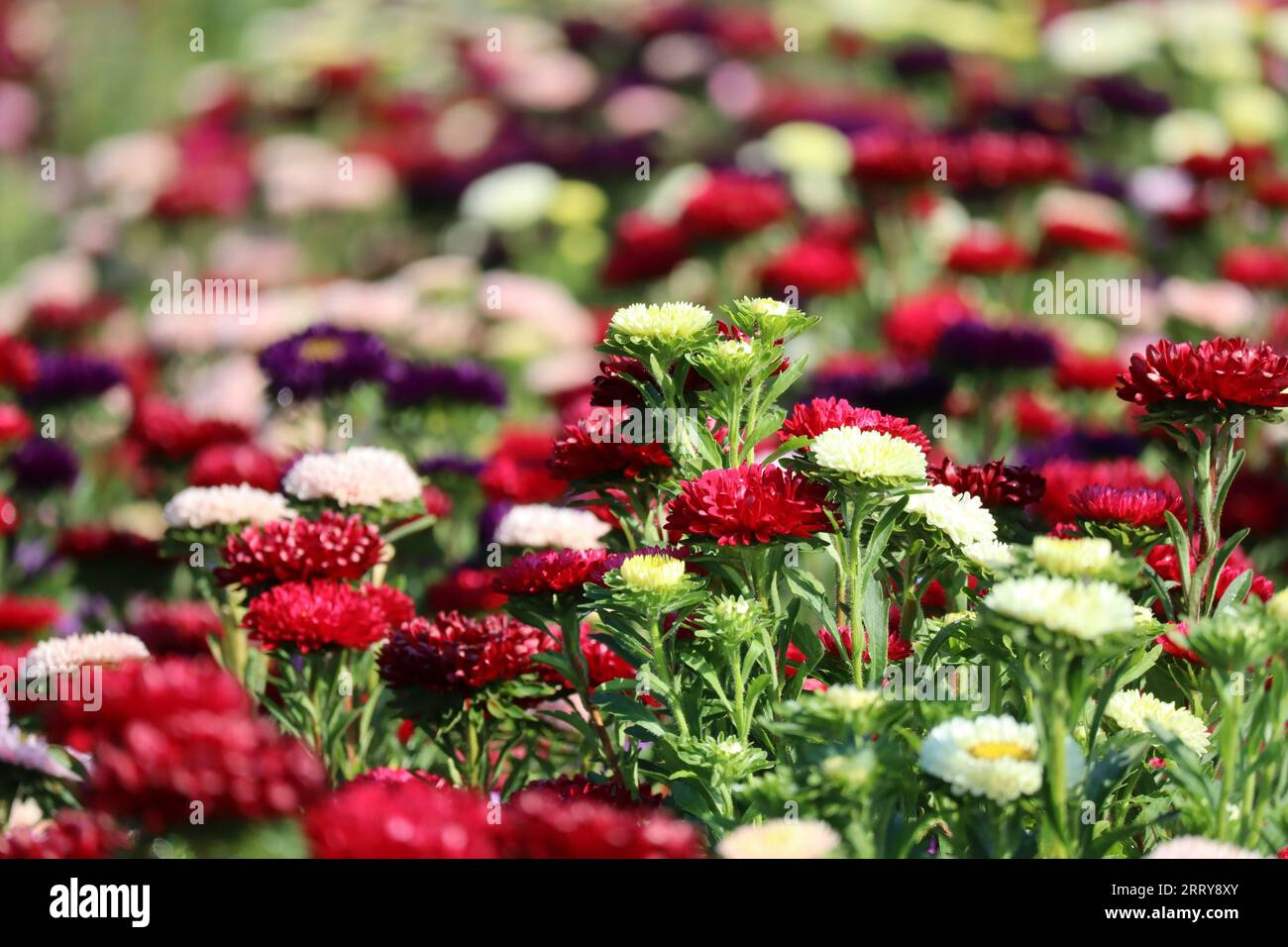 Aster field with Tarnished plant bug Stock Photo - Alamy
