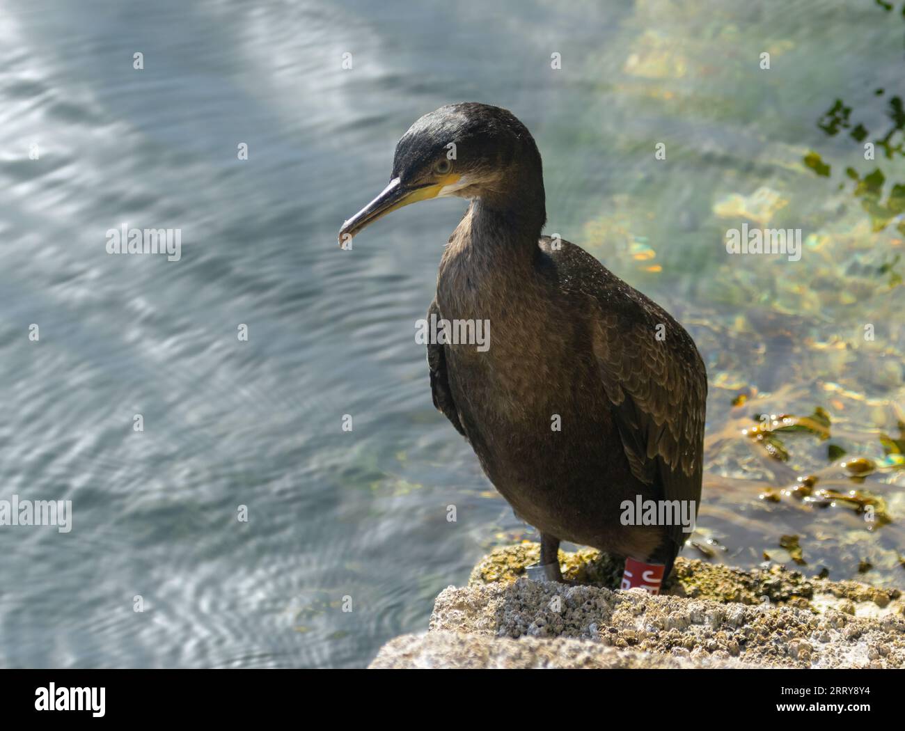 Shag, large seabird, close up with beak and eye portrait with natural ...