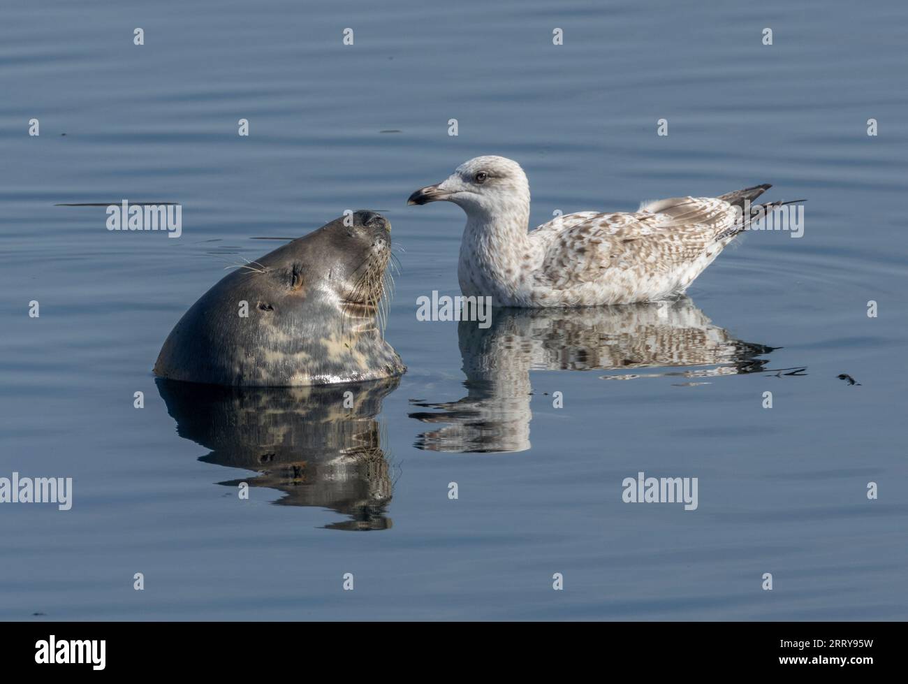 Seal resting in the water enjoying the sunshine with curious and ...