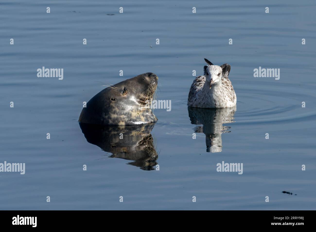 Seal resting in the water enjoying the sunshine with curious and ...