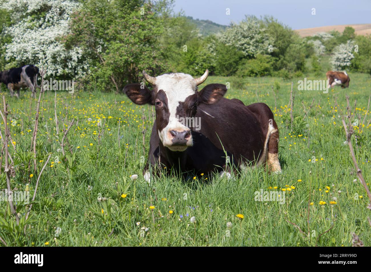 Cows lie in grass hi-res stock photography and images - Alamy