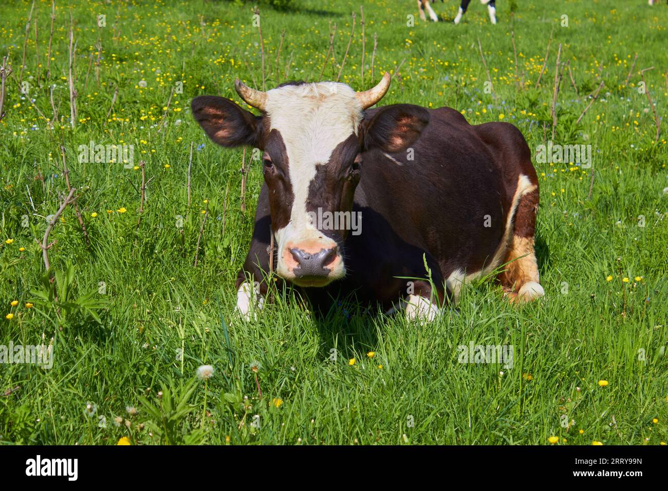 Resting recumbent hi-res stock photography and images - Alamy