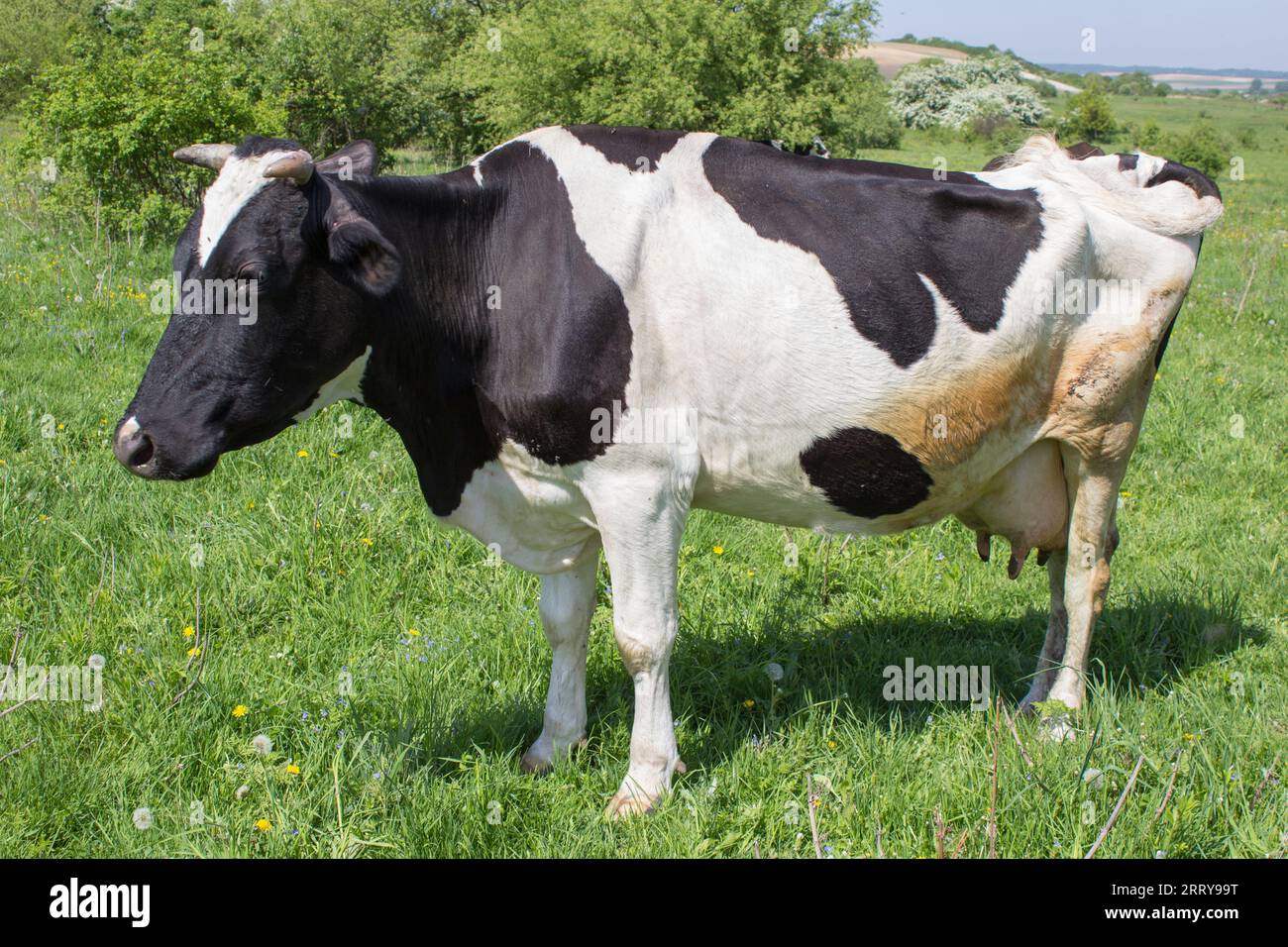 the cow on the pasture stands alone and looks Stock Photo - Alamy