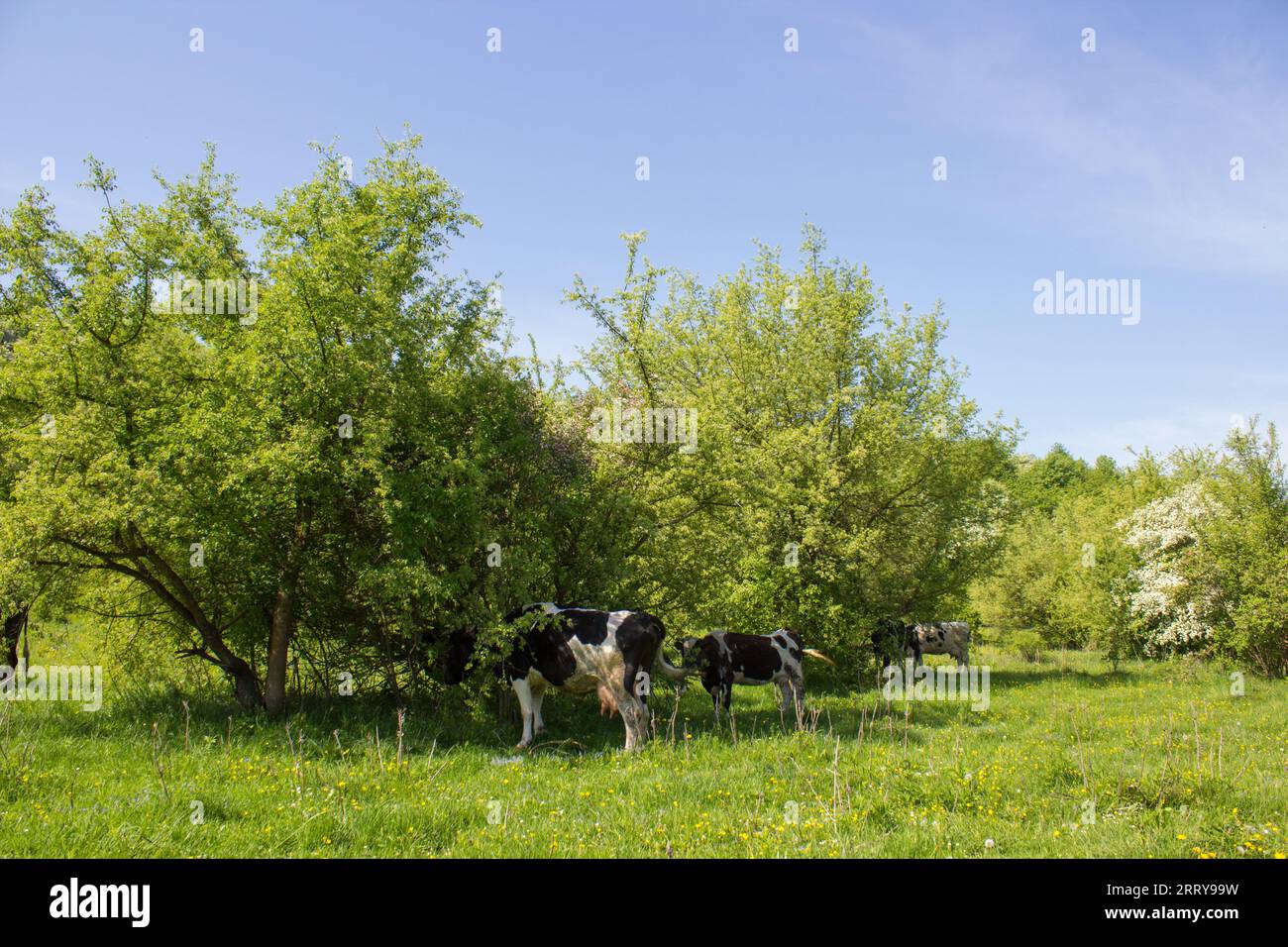 The landscape of a cow under a tree is on a hot summer day Stock Photo ...