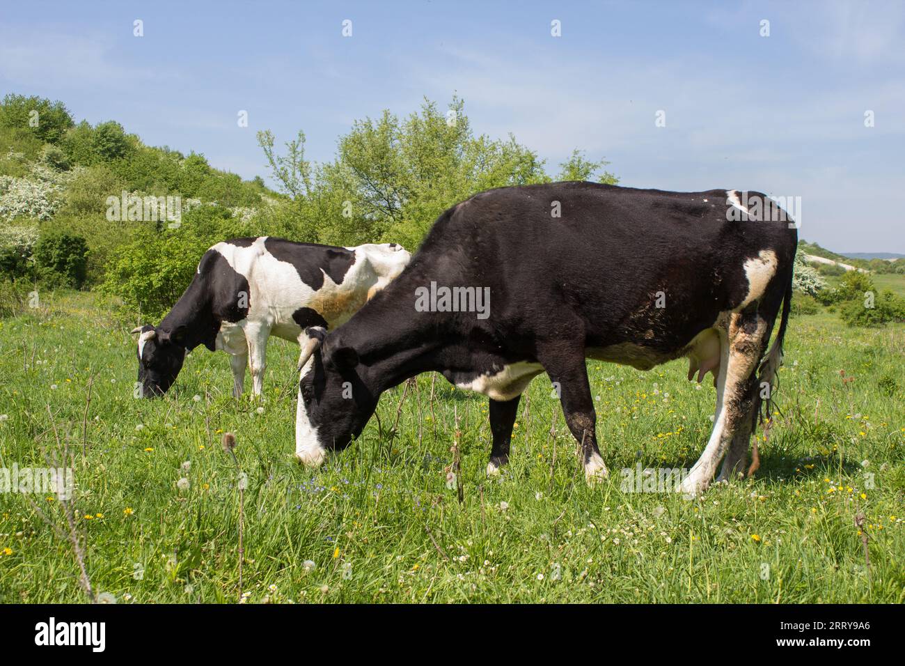 Cow eat grass hi-res stock photography and images - Alamy