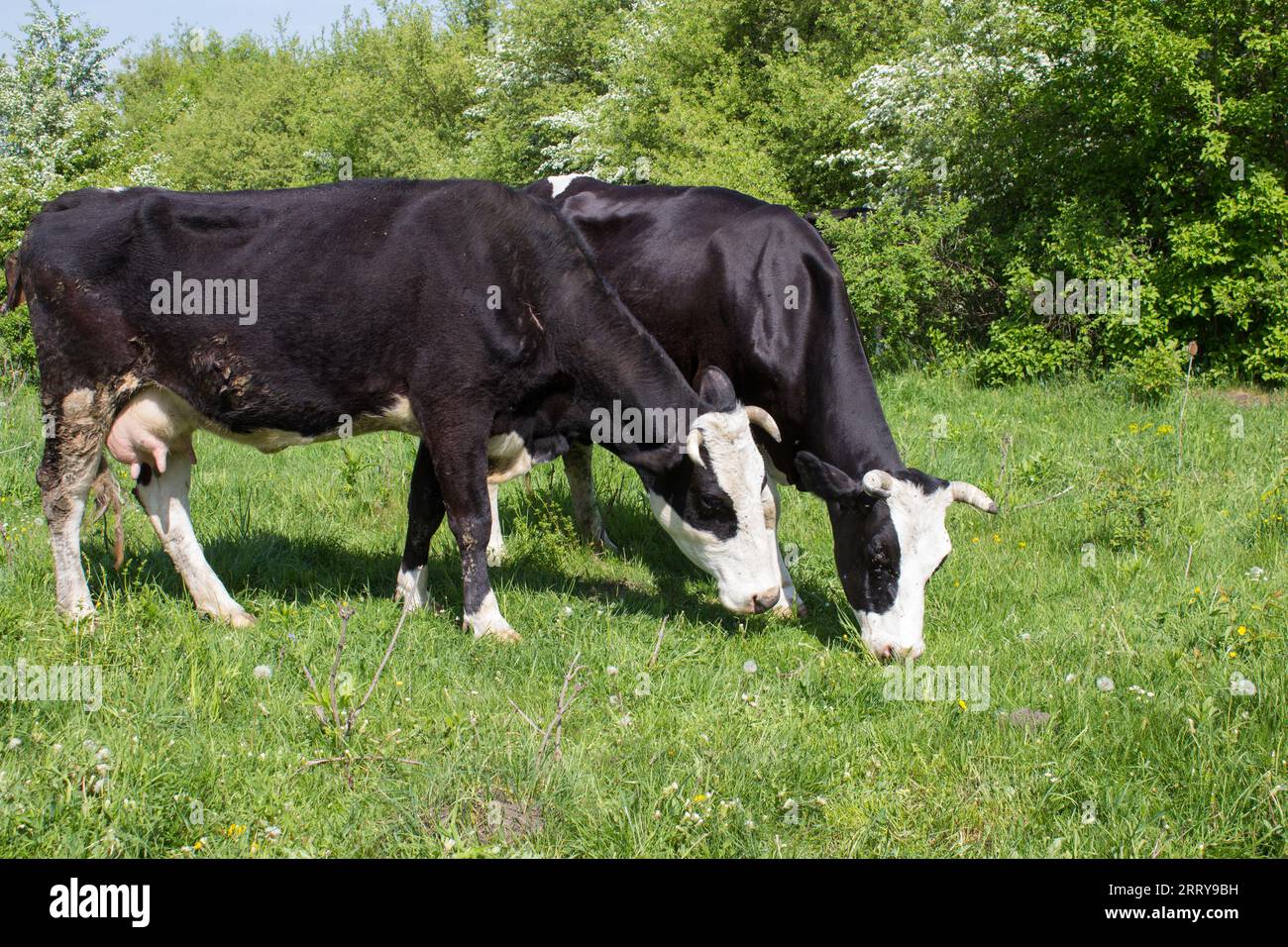 the love of cows together graze on the grass in the field Stock Photo ...