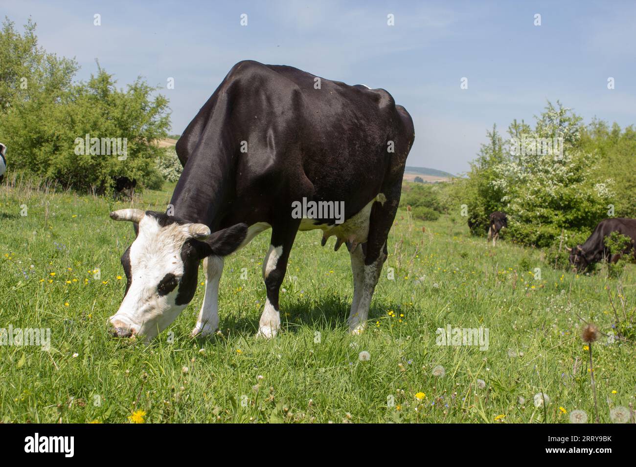 One cow is pastured on green grass in the pasture Stock Photo - Alamy