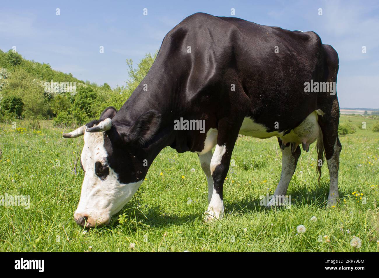 A big black and white cow is caught in the field of a low angle photo ...