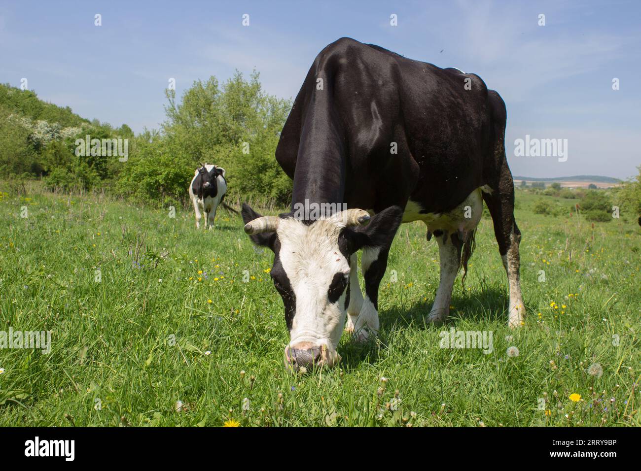 Beautiful cow grazing outdoors on hi-res stock photography and images ...