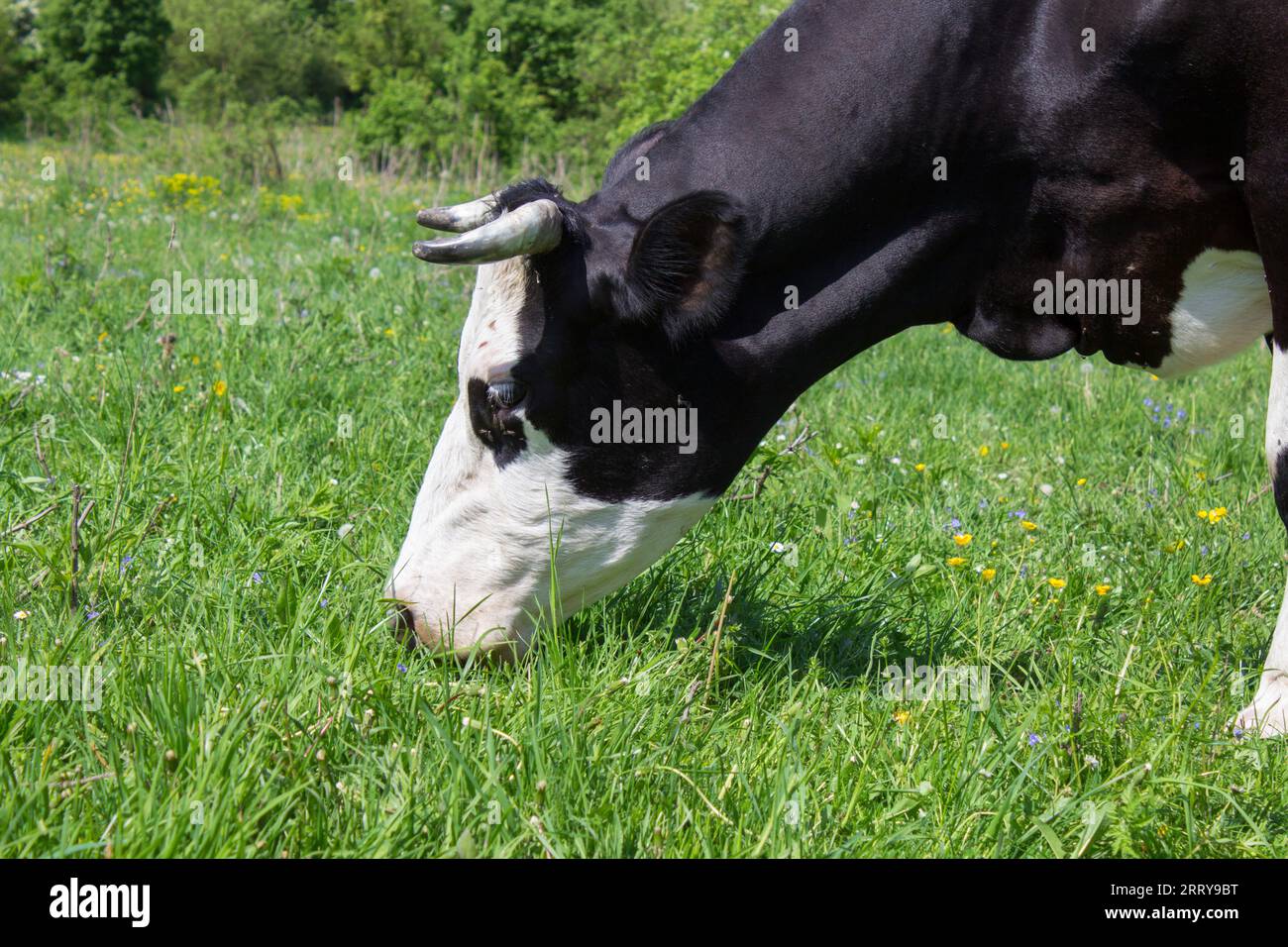 Grass with cow hi-res stock photography and images - Alamy