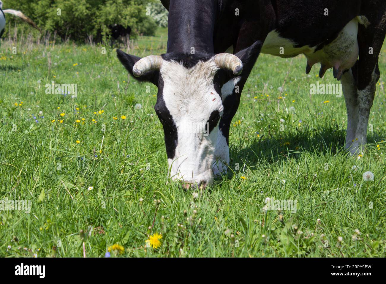 Food grazing hi-res stock photography and images - Alamy