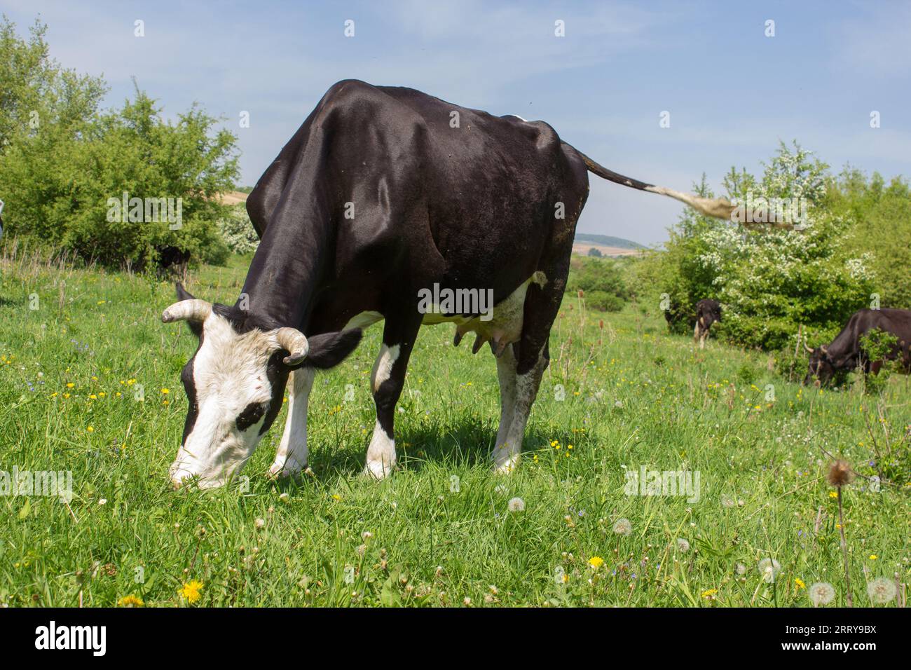 Farms grass green hi-res stock photography and images - Alamy