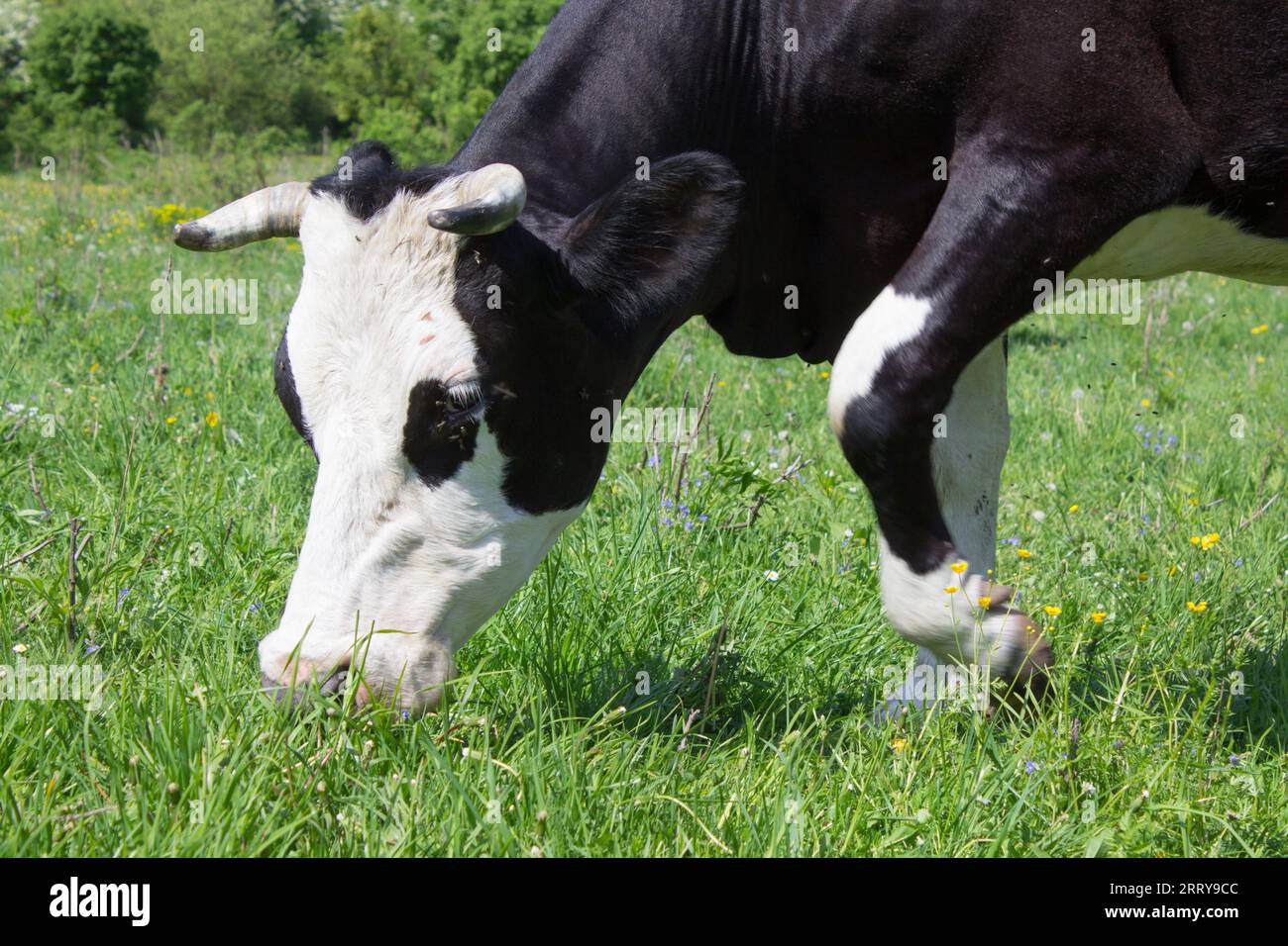 Cow eating grass,the cow goes and eats the grass Stock Photo - Alamy