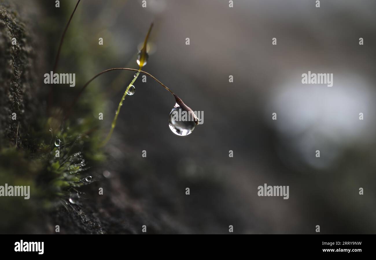 Morning Dew: A Reflective Moment in Edinburgh Stock Photo - Alamy