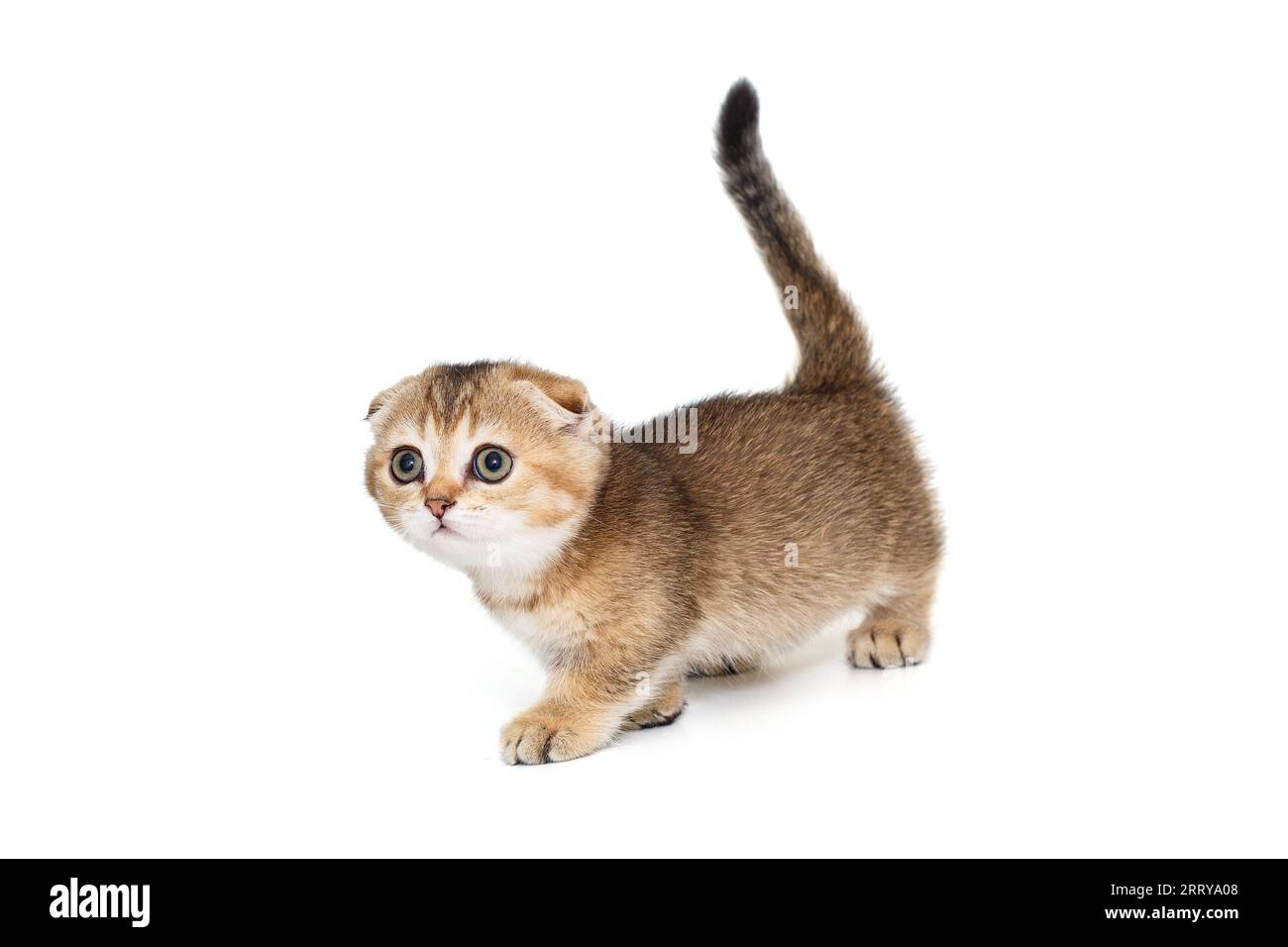 Short-legged, Scottish fold kitten, isolated on a white background ...