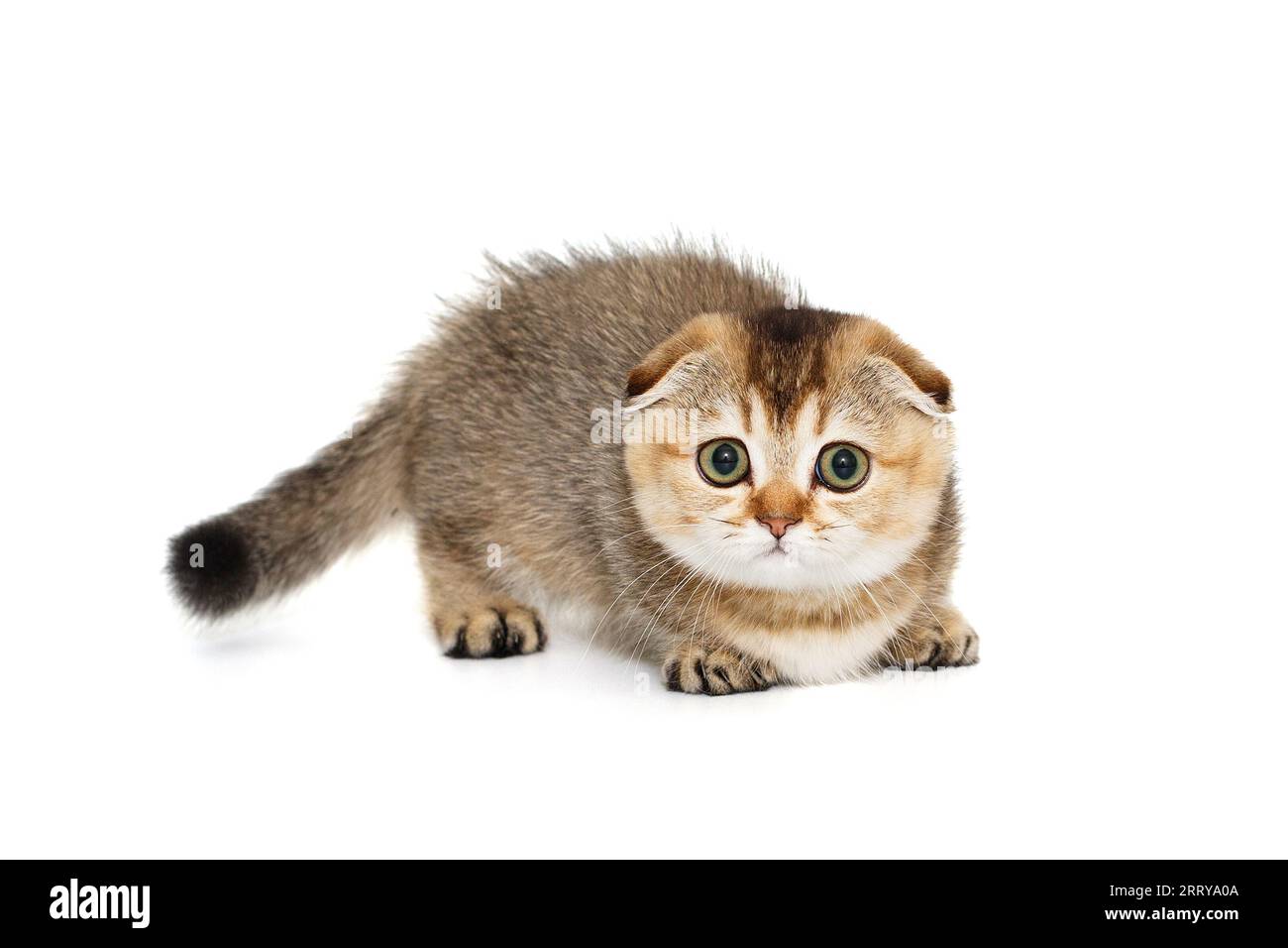 Short-legged, Scottish fold kitten, isolated on a white background ...