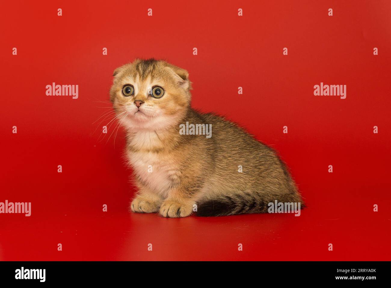 Short-legged, Scottish fold kitten on a bright red background Stock ...