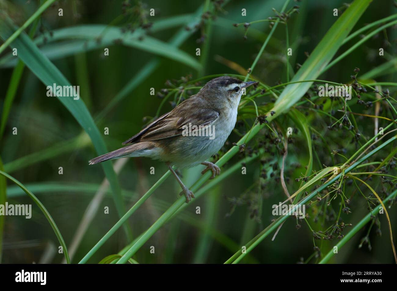 Family acrocephalidae hi-res stock photography and images - Alamy