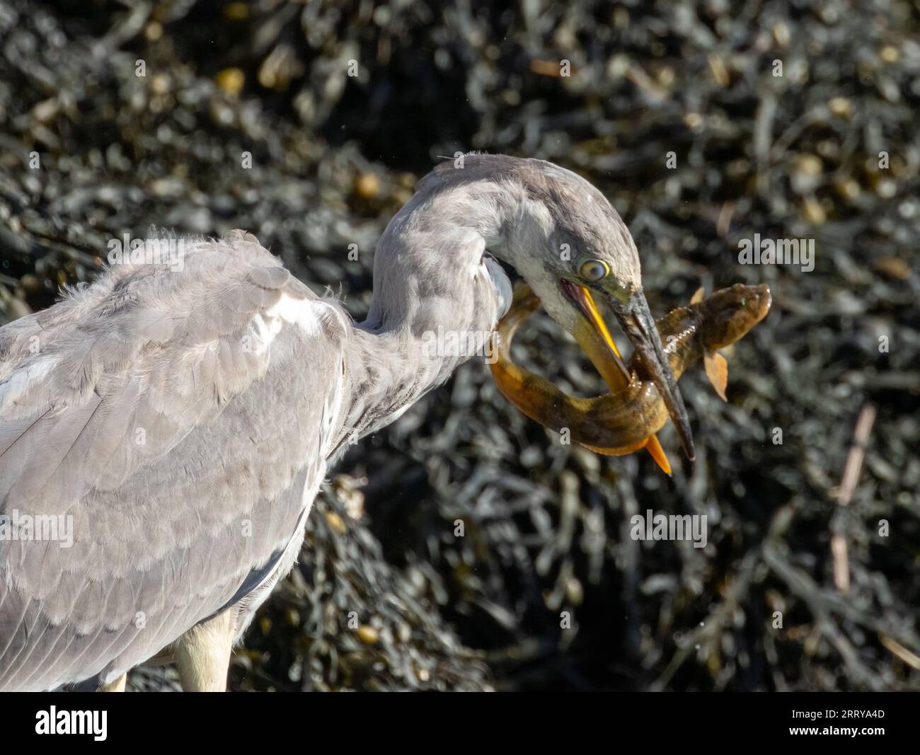 Butterfish hi-res stock photography and images - Alamy
