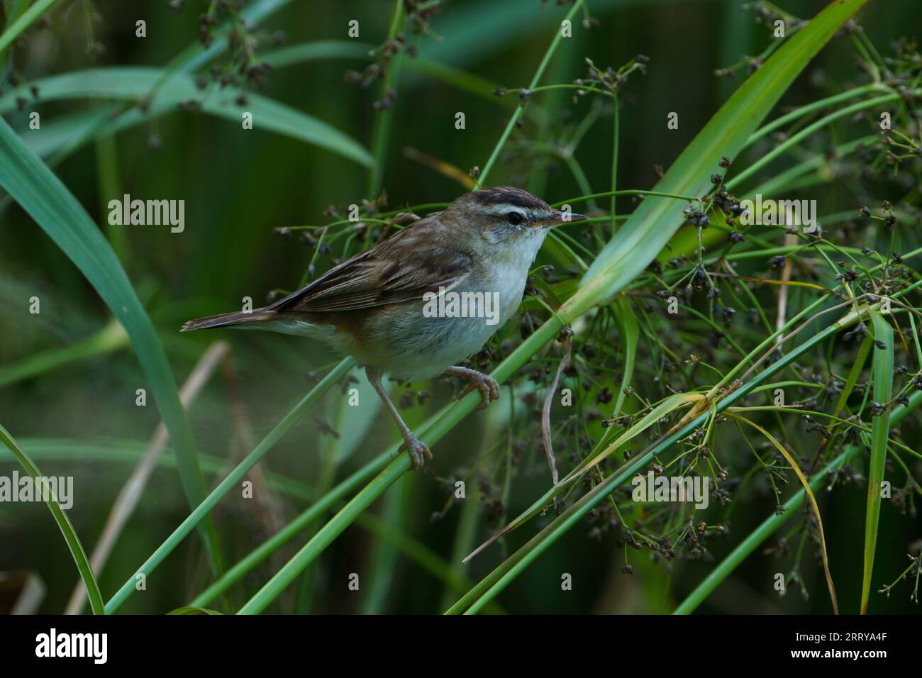 Acrocephalus schoenobaenus Family Acrocephalidae Genus Acrocephalus Sedge warbler Old World ...